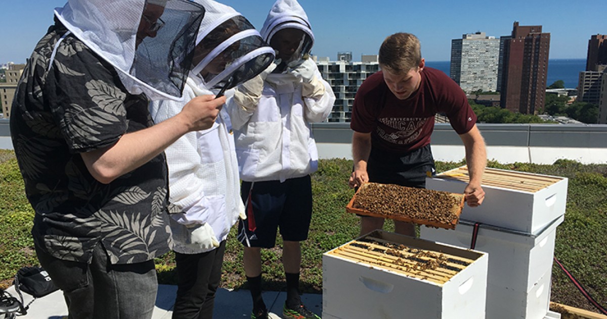 Phoenix Farms: creating a buzz on campus | The College | The University ...