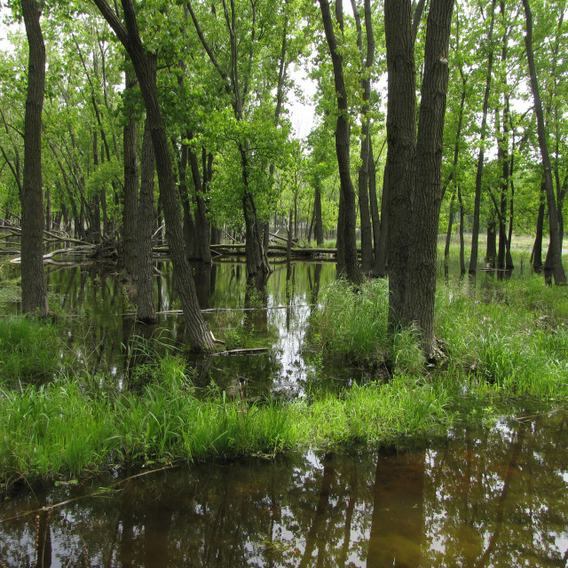 Home | Environmental Studies | The University of Chicago